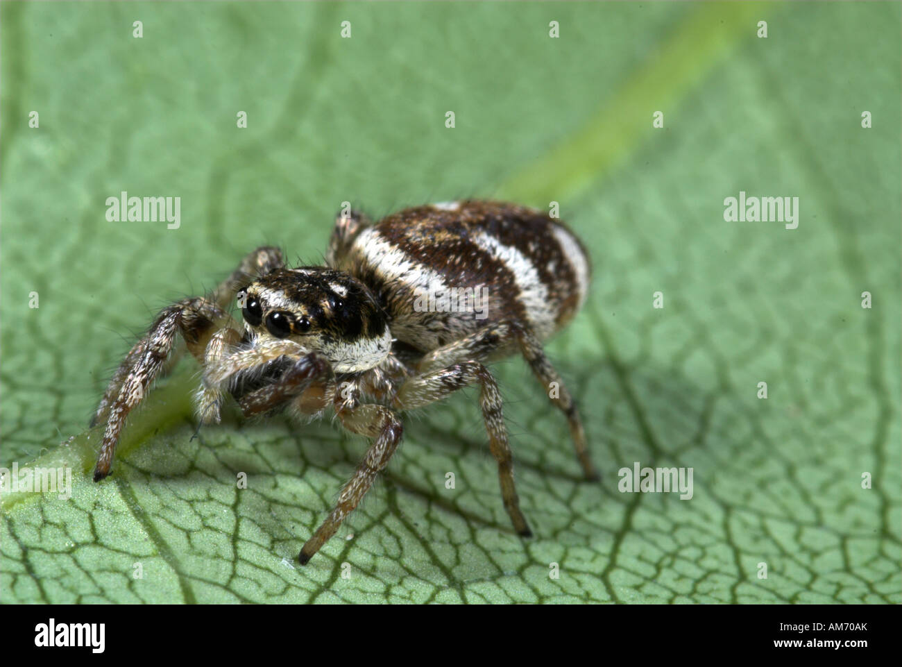 Zebra Jumping Spider Salticus scenicus UK Stock Photo - Alamy