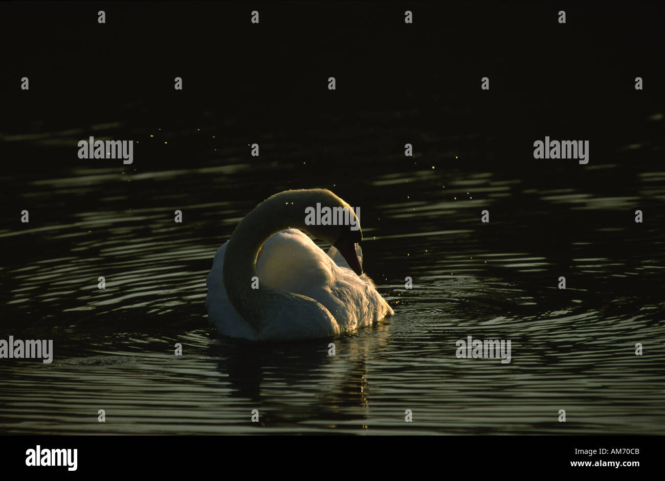 Swans washing hi-res stock photography and images - Alamy