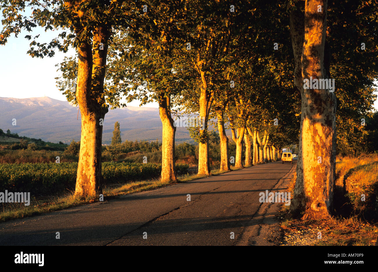 Plane tree lined road Vaucluse Provence France Mont Ventoux Stock Photo ...