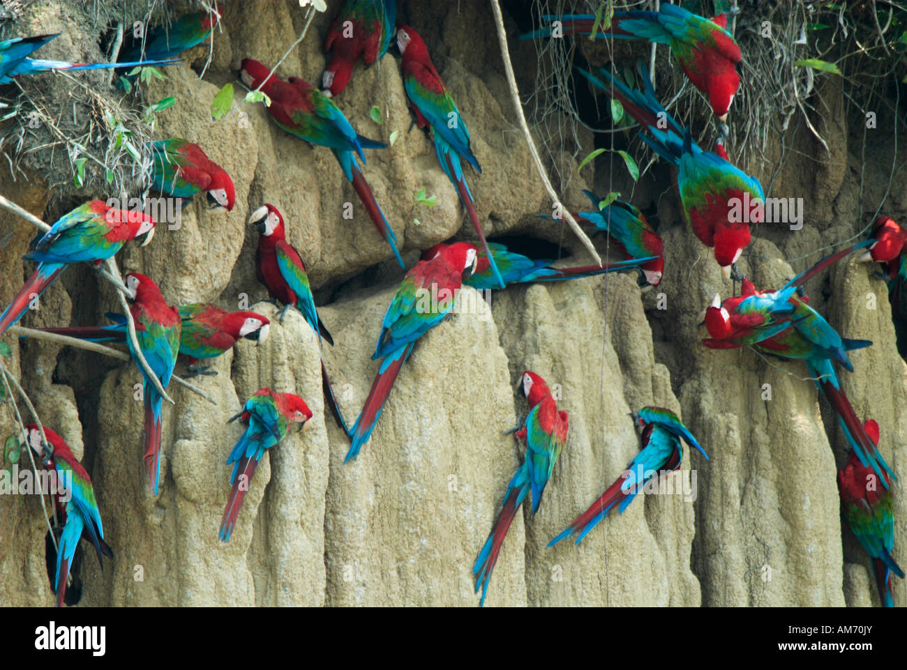 Red & Green Macaws Ara Chloroptera Manu Peru Stock Photo - Alamy