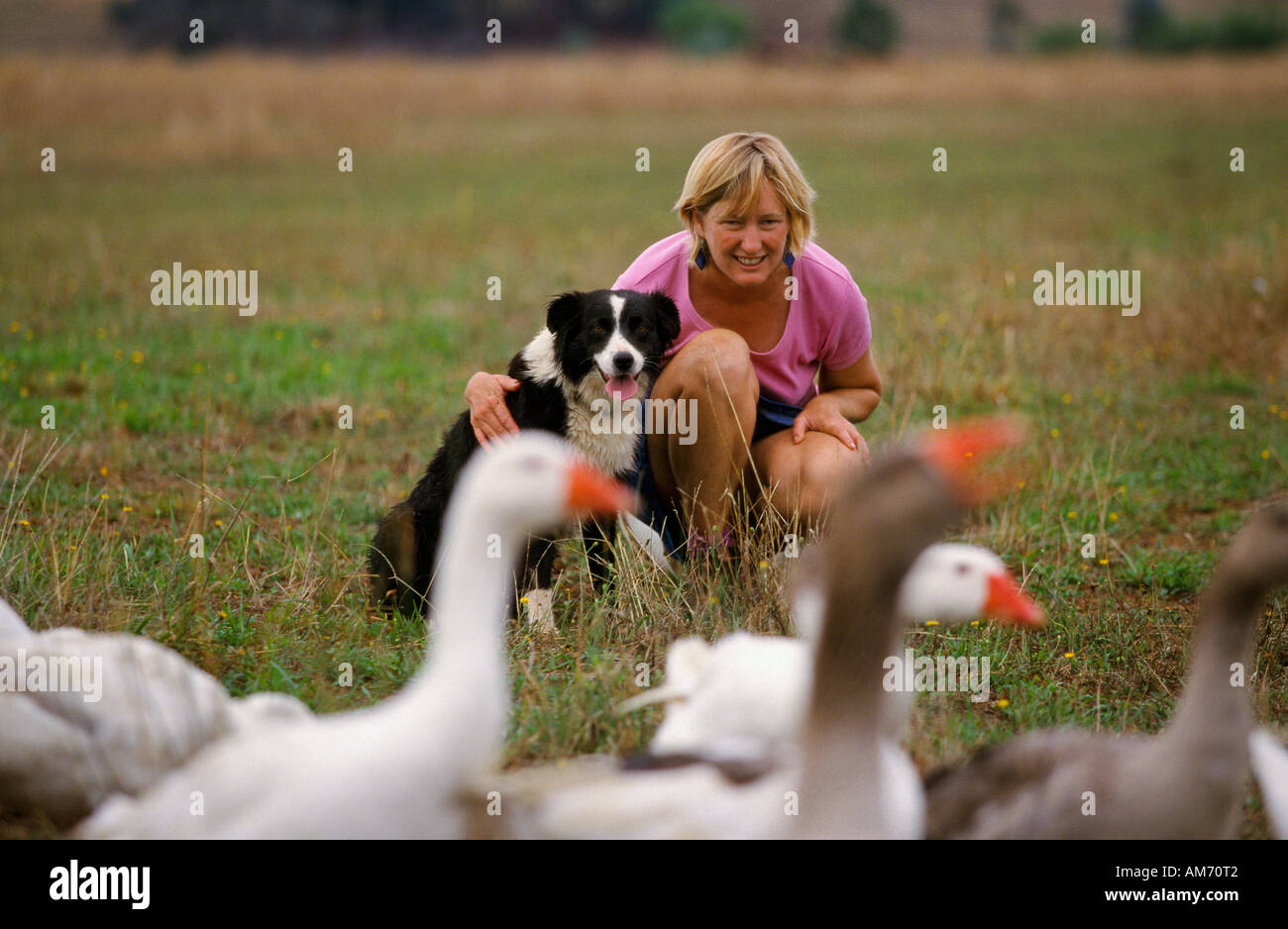 Domestic geese herding hi-res stock photography and images - Alamy