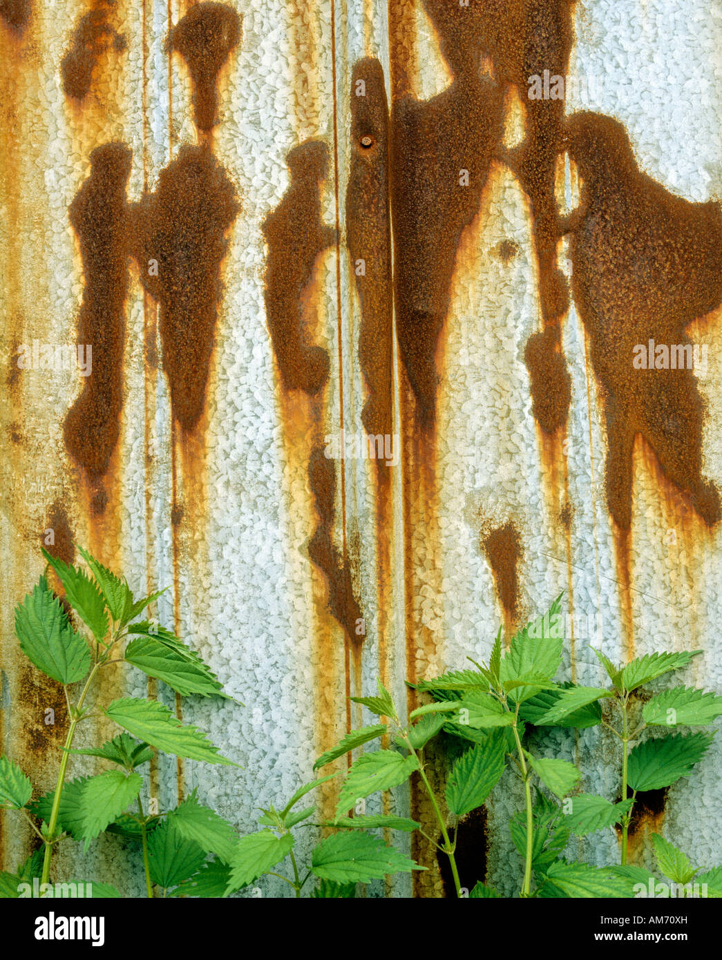 Stining nettles hi-res stock photography and images - Alamy