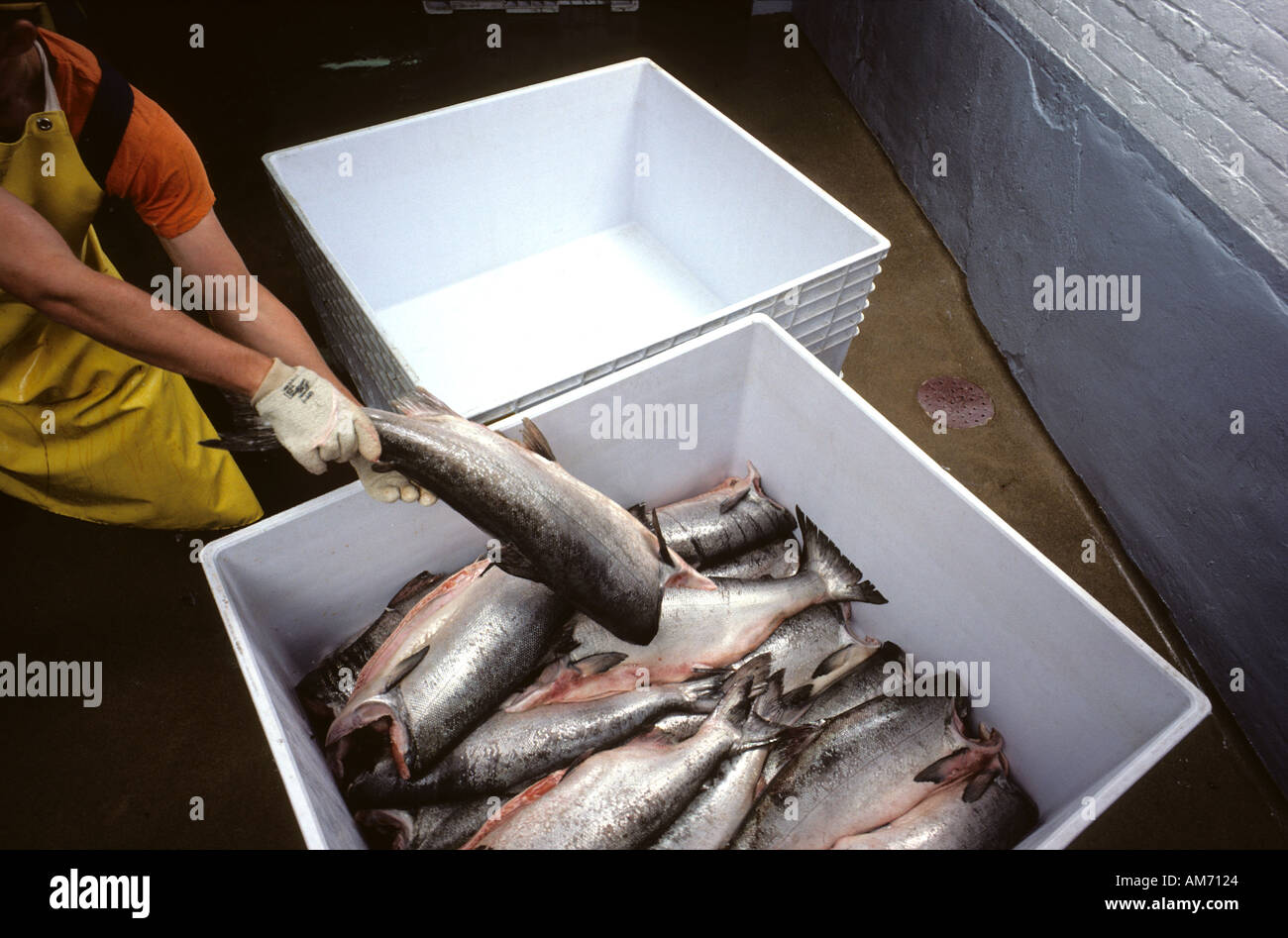 Packing salmon in fish processing plant Stock Photo - Alamy