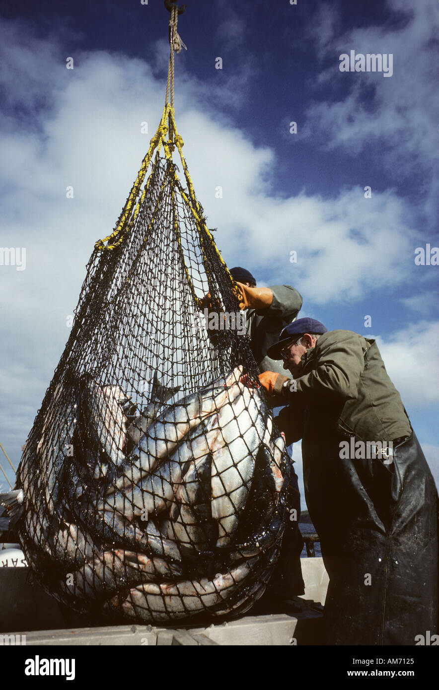 Fishing net full of freshly caught fish hi-res stock photography and ...