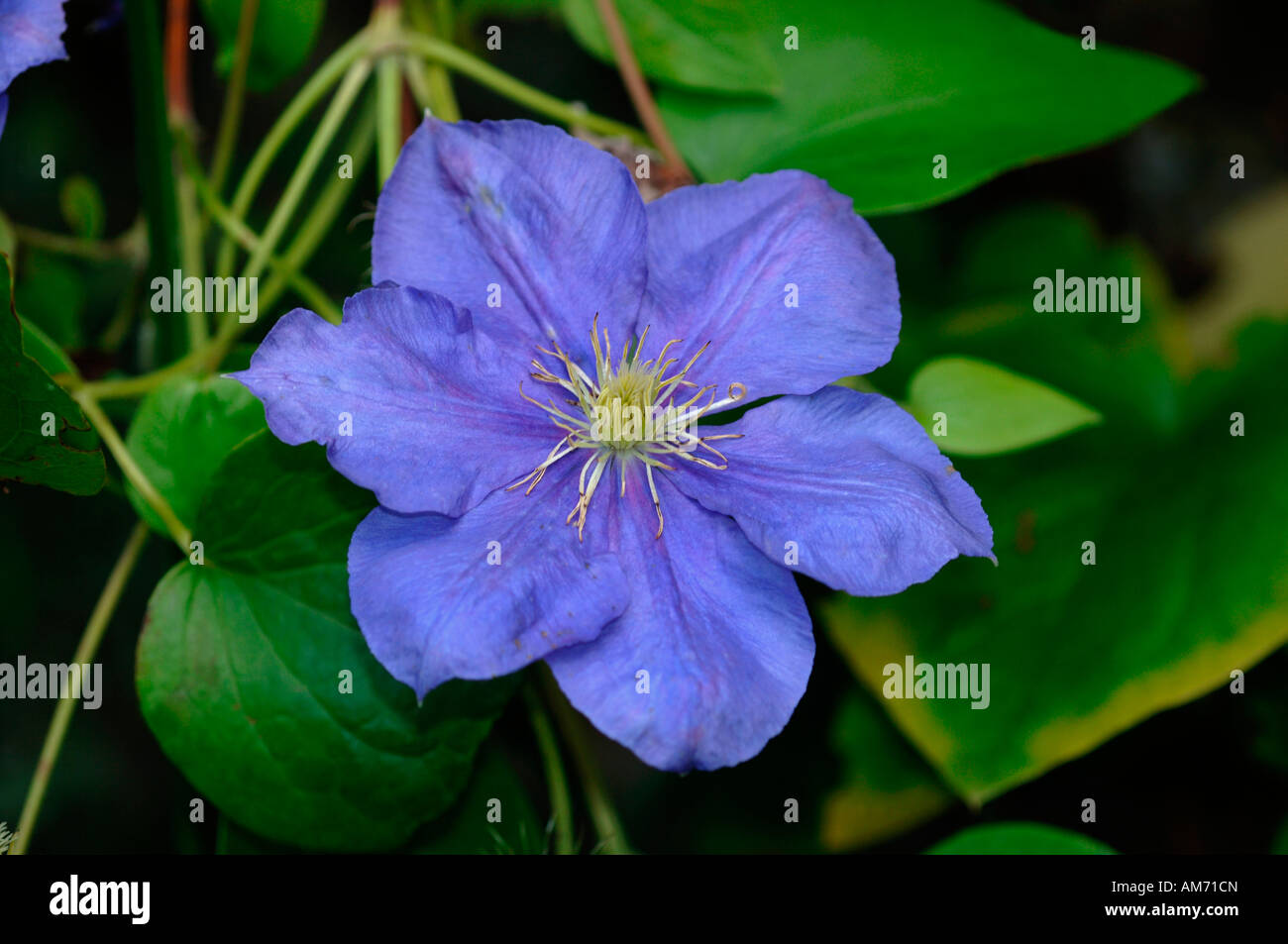 Clematis multi blue hi-res stock photography and images - Alamy