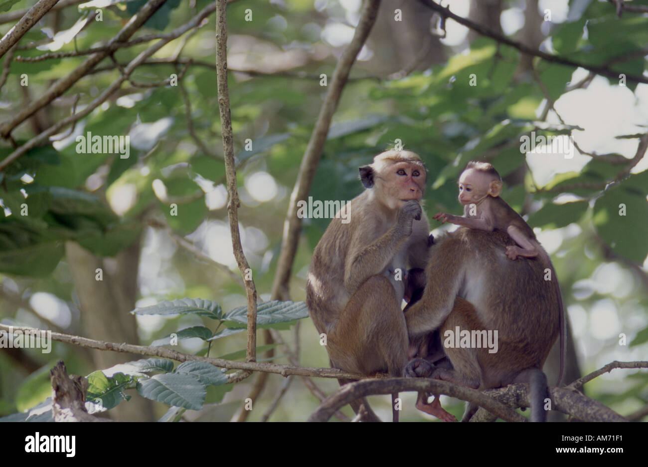Sri Lanka monkey toque macaque macaca sinica Stock Photo - Alamy