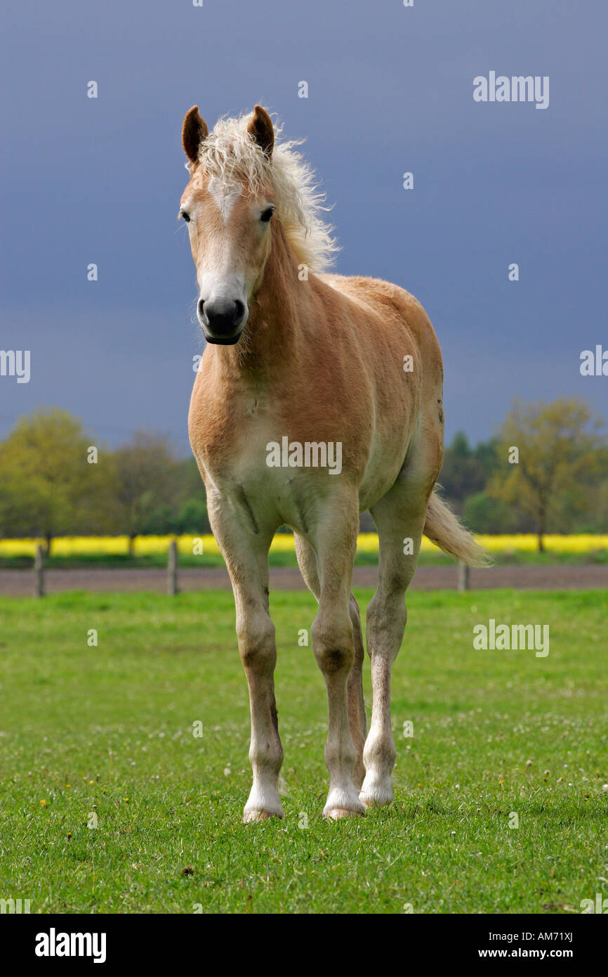Haflinger horse - foal (Equus przewalskii f. caballus Stock Photo - Alamy