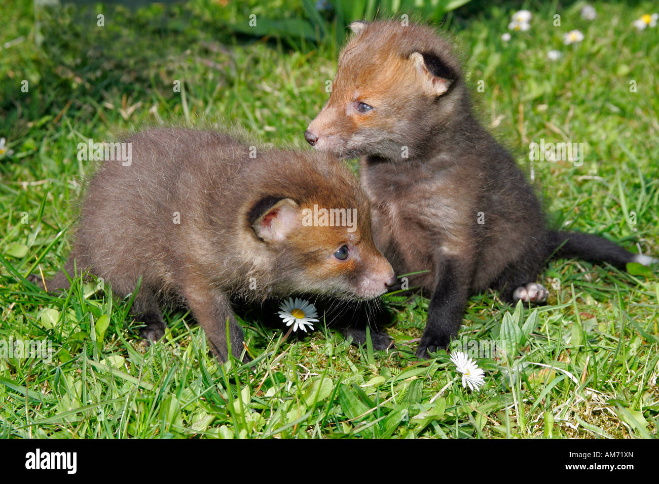 Red fox pups couple of young red foxes (Vulpes vulpes Stock Photo - Alamy