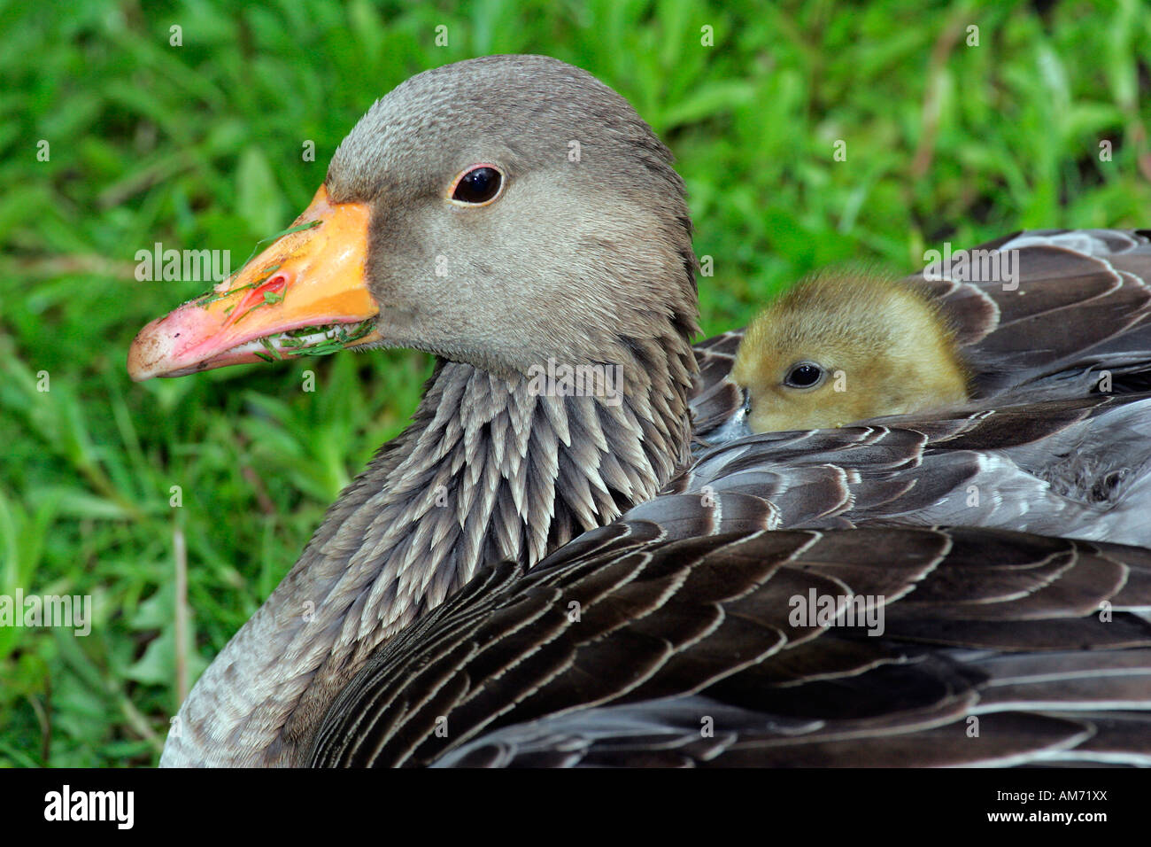 Graylag goose warming a chick on the back - grey lag goose with gosling ...