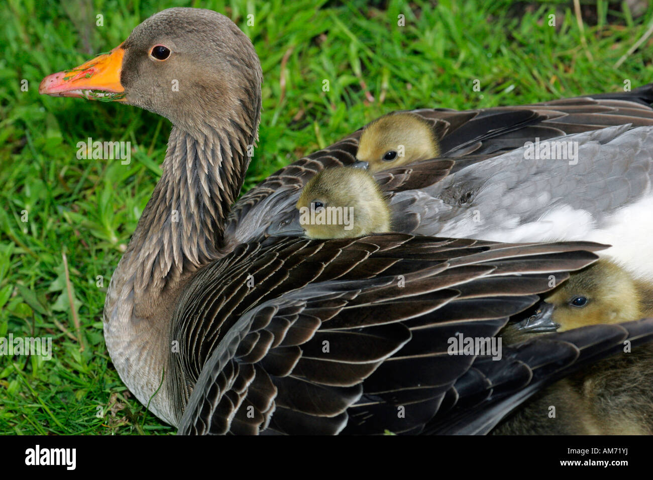 Birds with grey back hi-res stock photography and images - Alamy