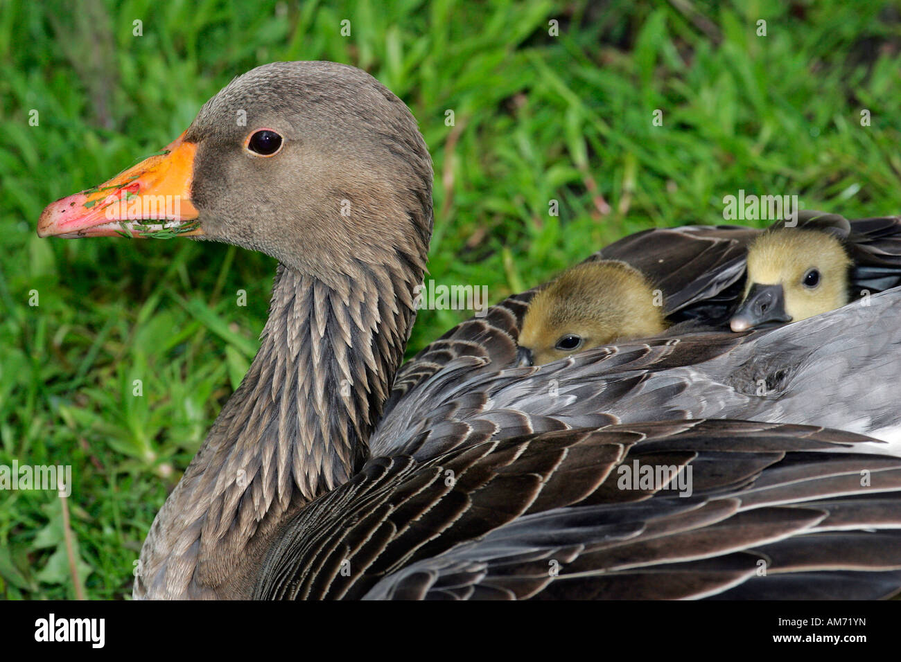 Birds with grey back hi-res stock photography and images - Alamy