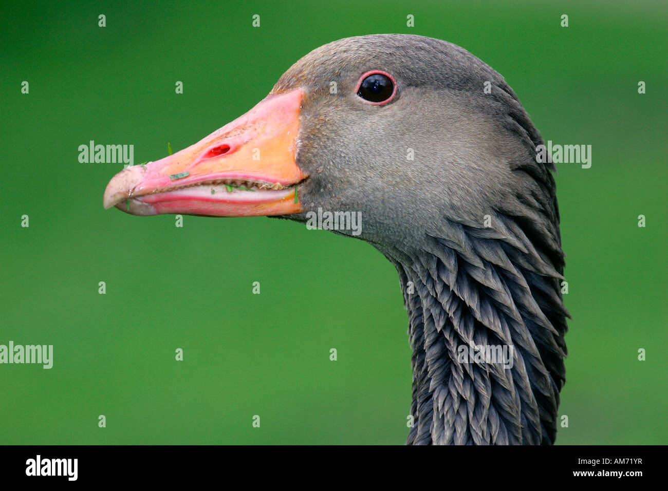 Graylag goose - watchful gander - portrait - grey lag goose (Anser ...