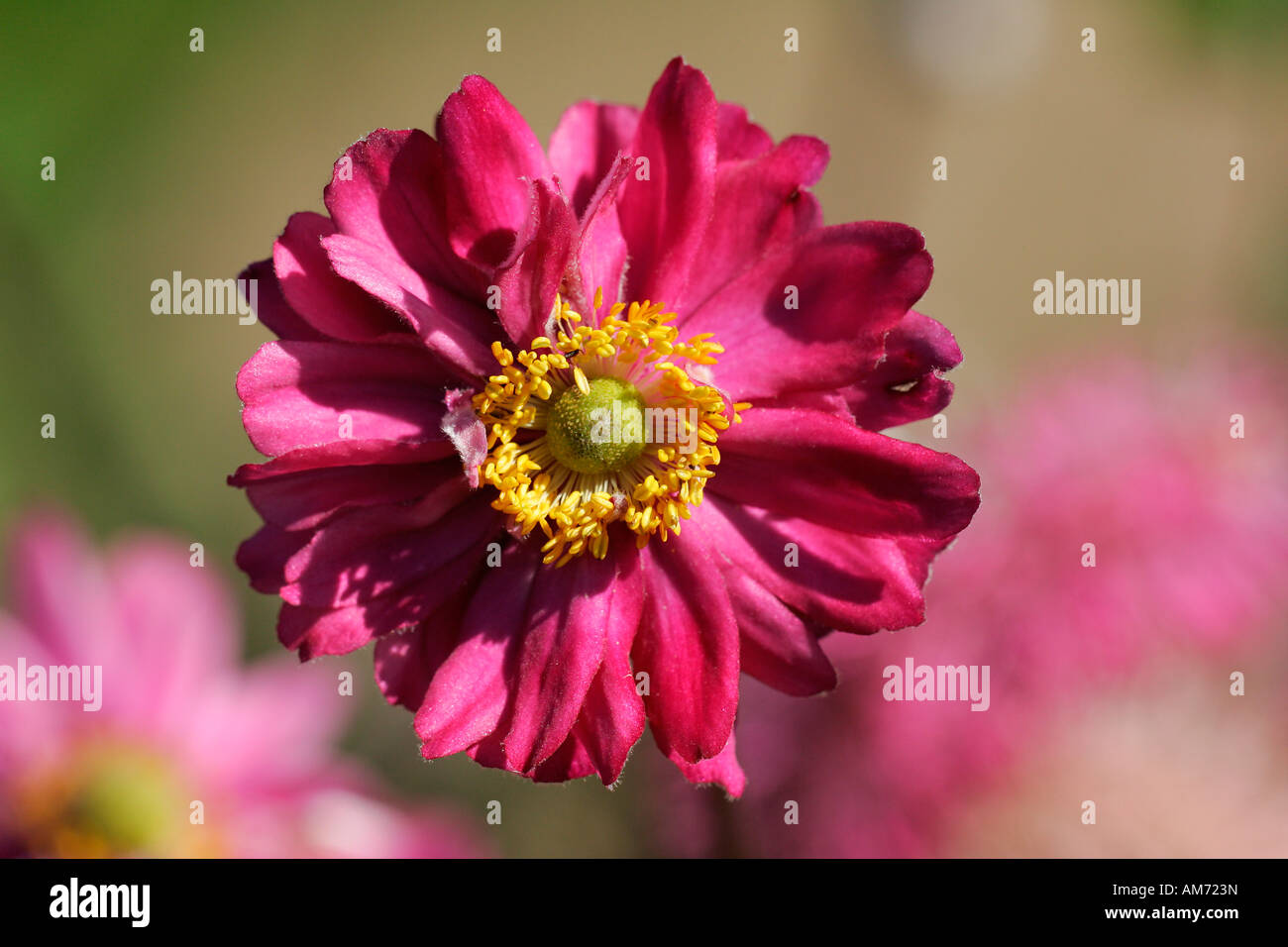 Flowering japanese anemone cultivar Pamina (Anemone japonica Pamina ...