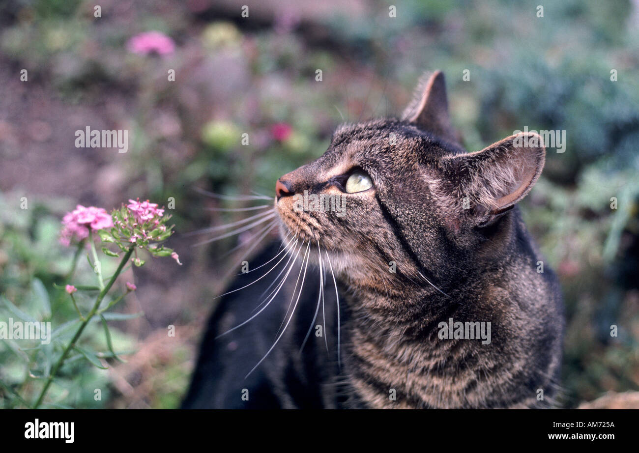 DOMESTIC CAT ENGLAND UK Stock Photo - Alamy