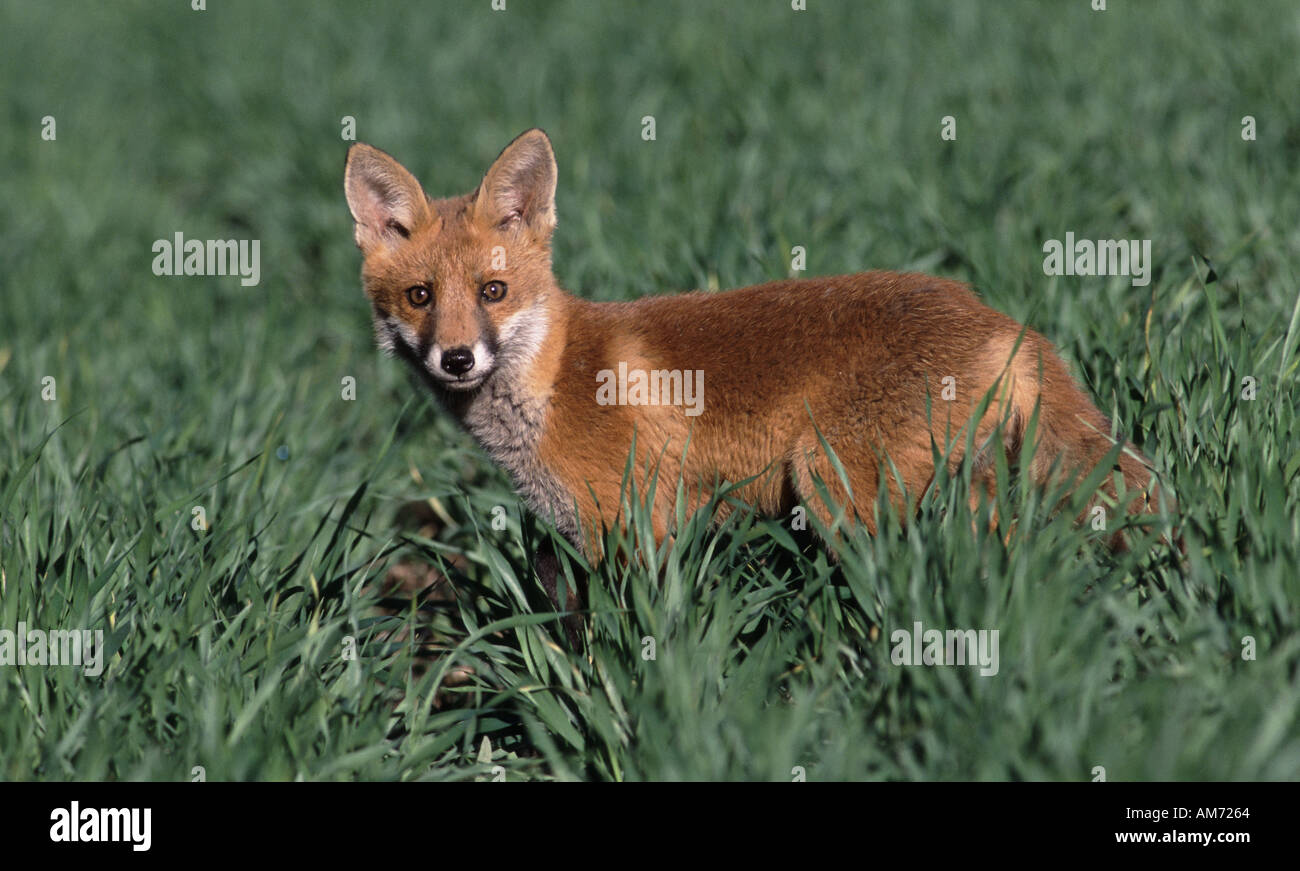 FOX. VULPES VULPES. CUB 10 TO12 WEEKS OLD ENGLAND UK Stock Photo - Alamy