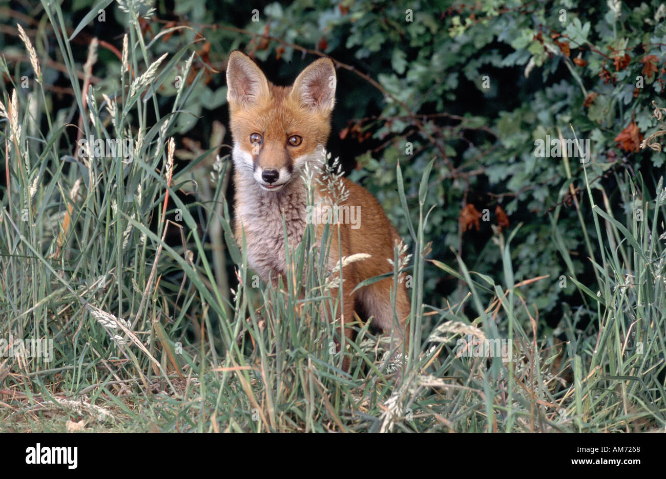 FOX CUB VULPES VULPES FOUR MONTHS OLD ENGLAND UK Stock Photo - Alamy