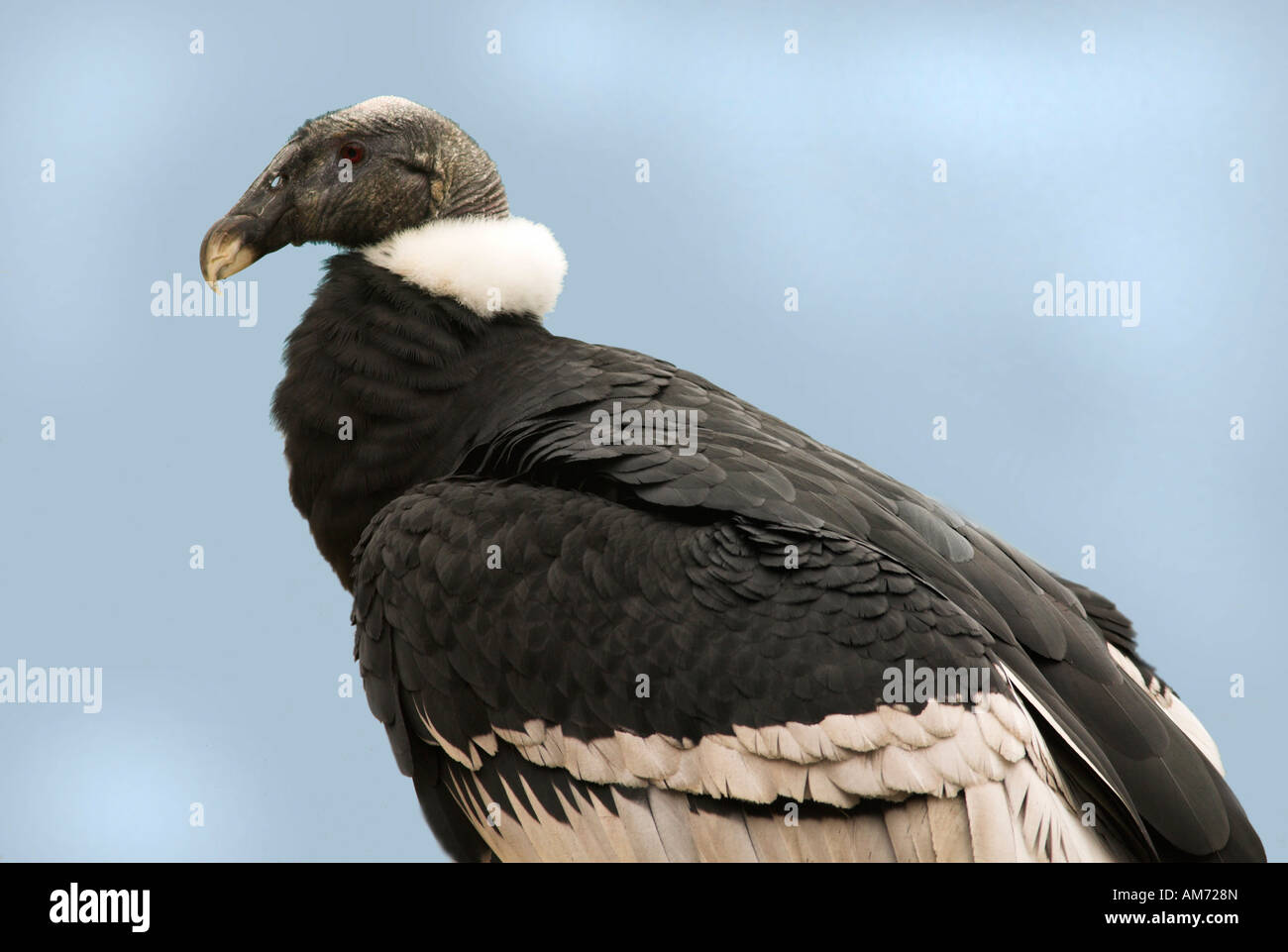 Andean Condor Vultur gryphus Peru Stock Photo - Alamy