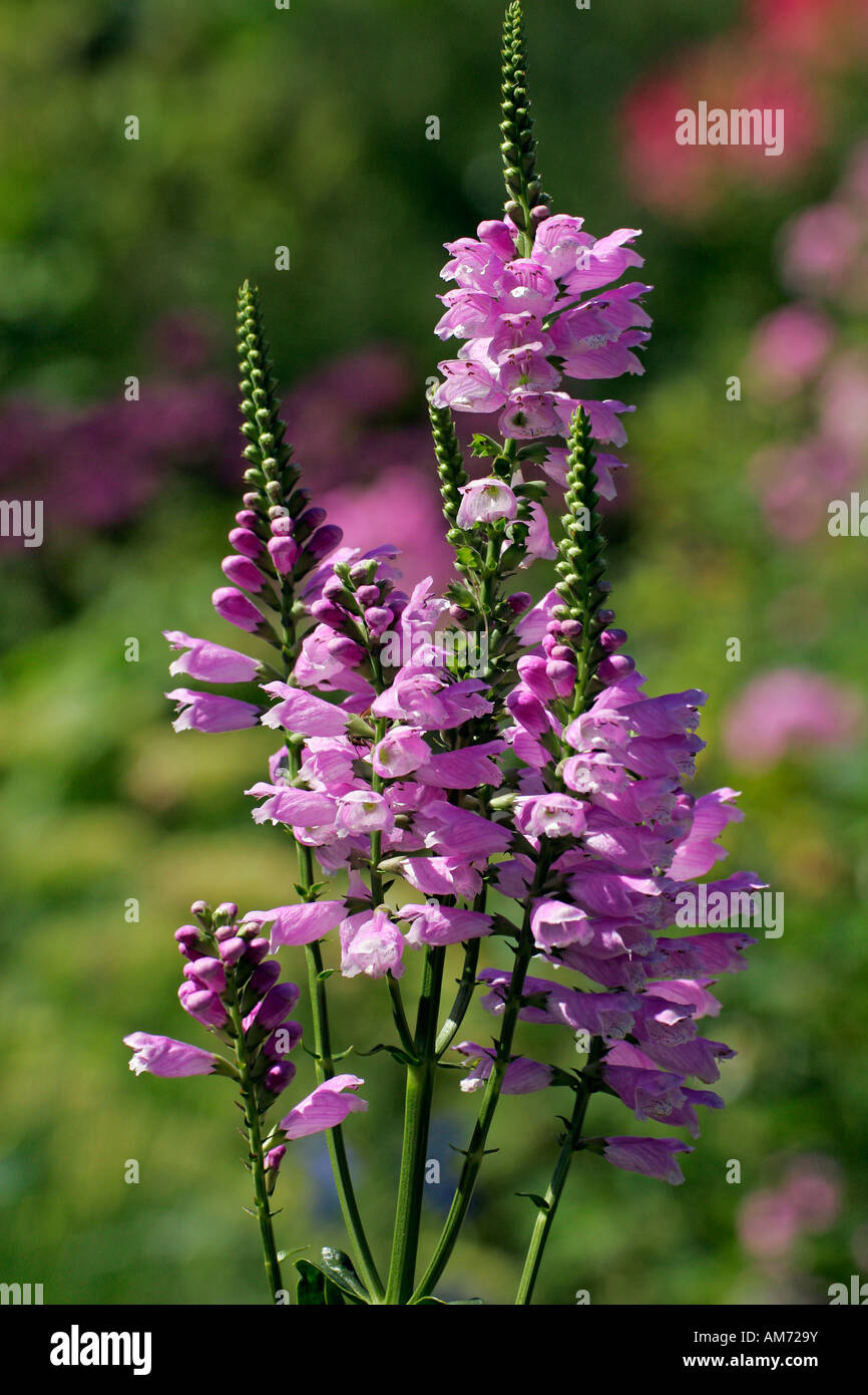 Flowering obedient plant cultivar Bouquet Rose (Physostegia virginiana ...