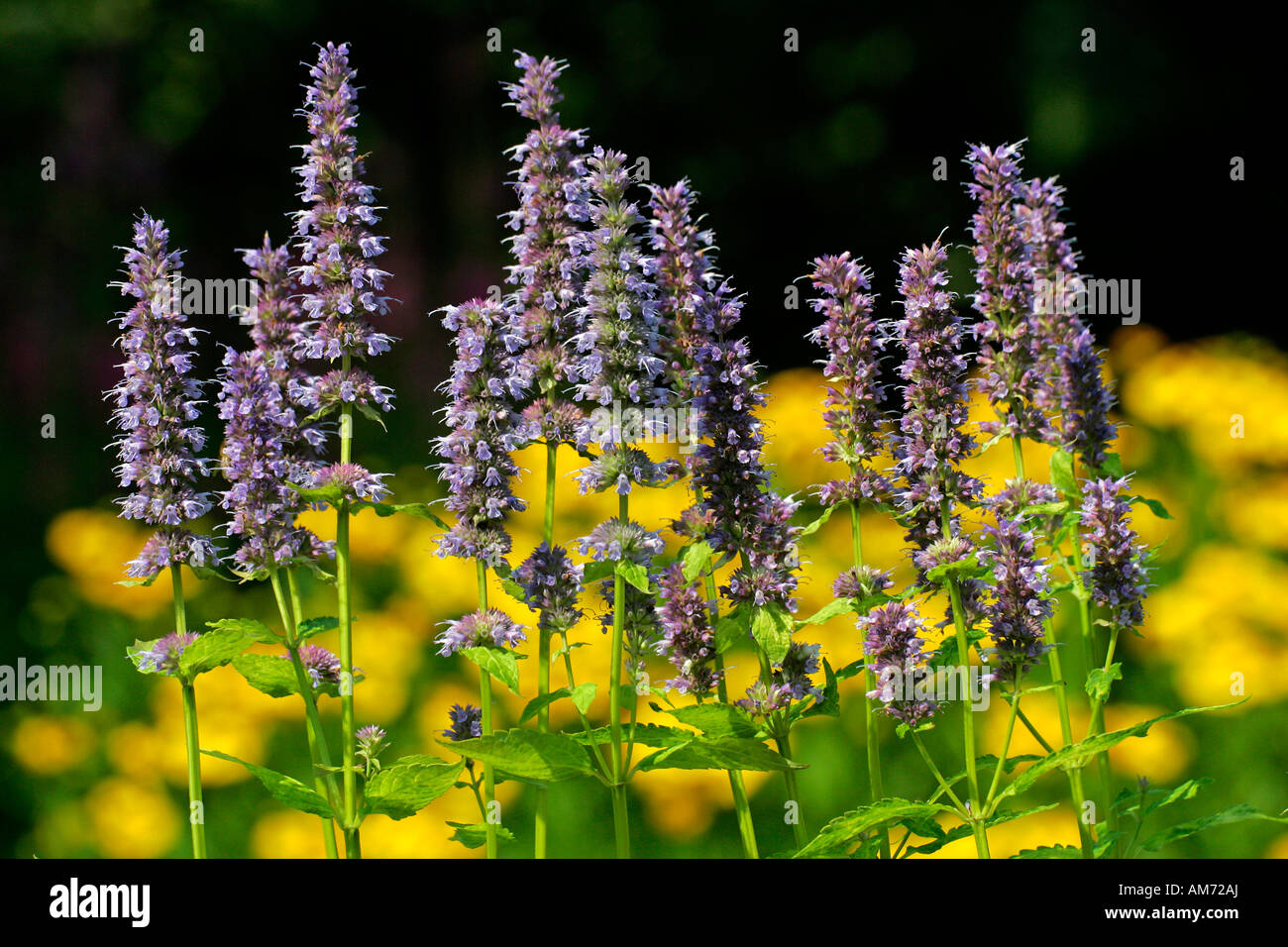 Korean mint cultivar Blue Fortune - purple giant hyssop - (Agastache ...