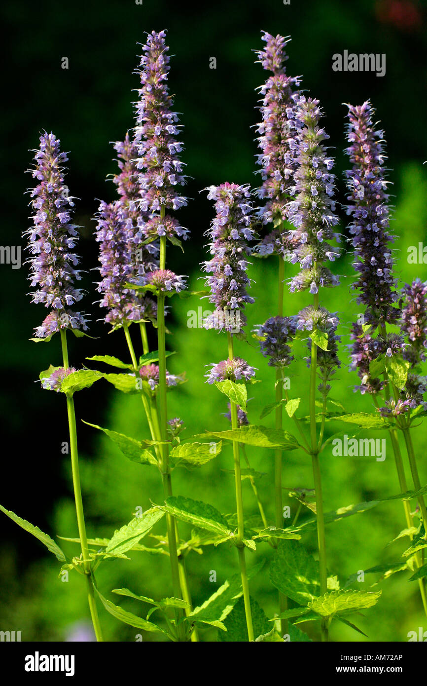 Korean mint cultivar Blue Fortune - purple giant hyssop - (Agastache ...