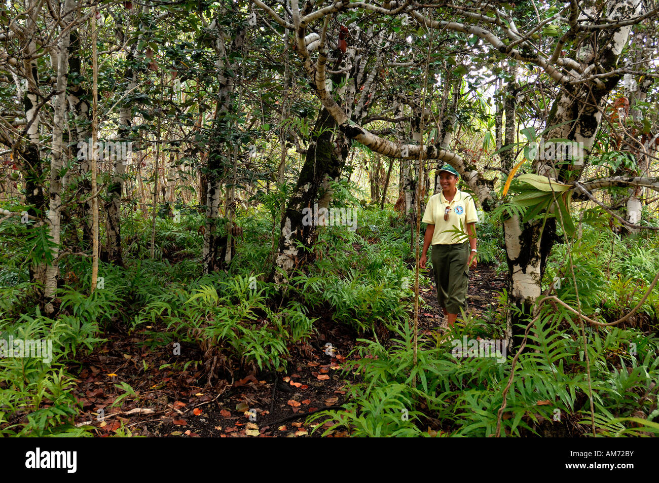 Ebony tree mauritius hi-res stock photography and images - Alamy