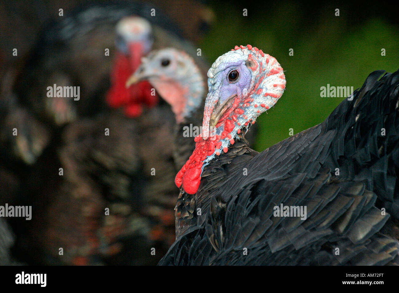 Turkeys - common turkeys - mating turkey cocks and turkey hen in the ...