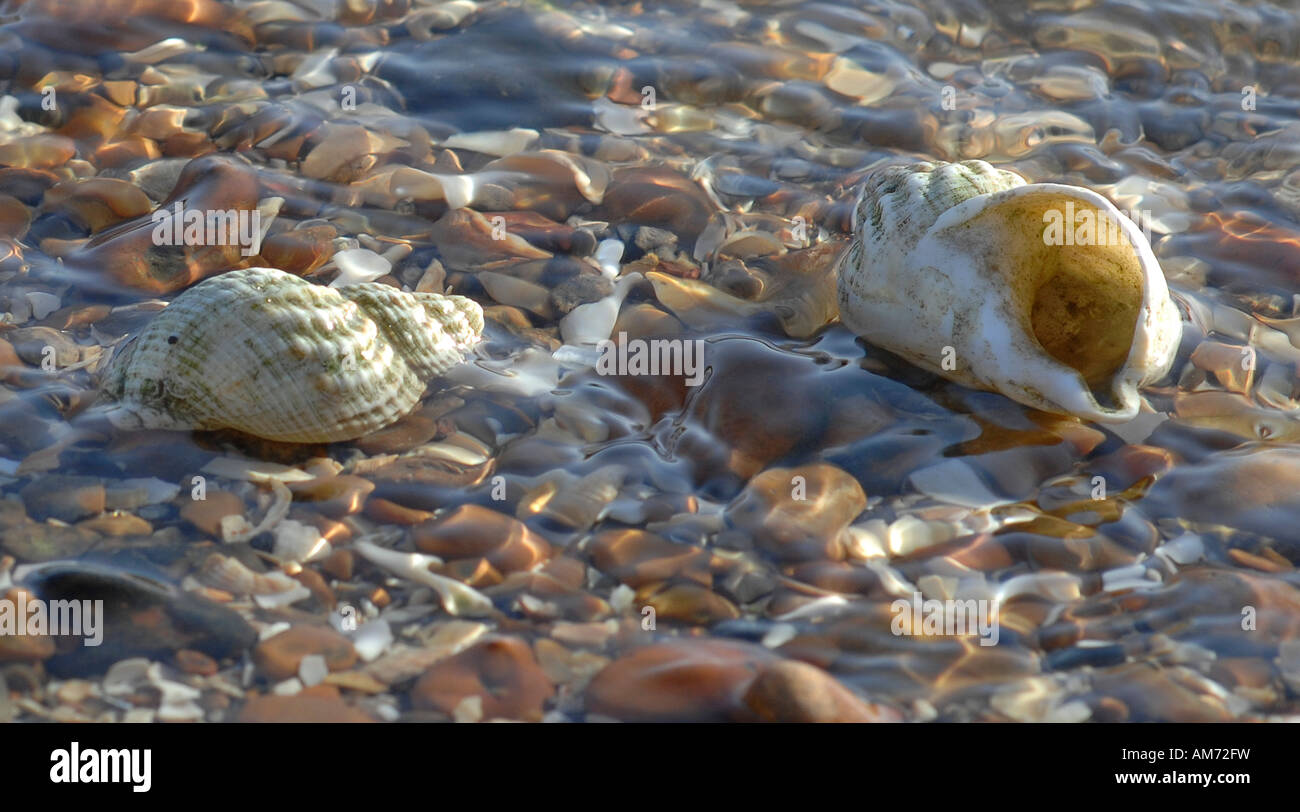 Shells on a beach in Kent, England Stock Photo - Alamy