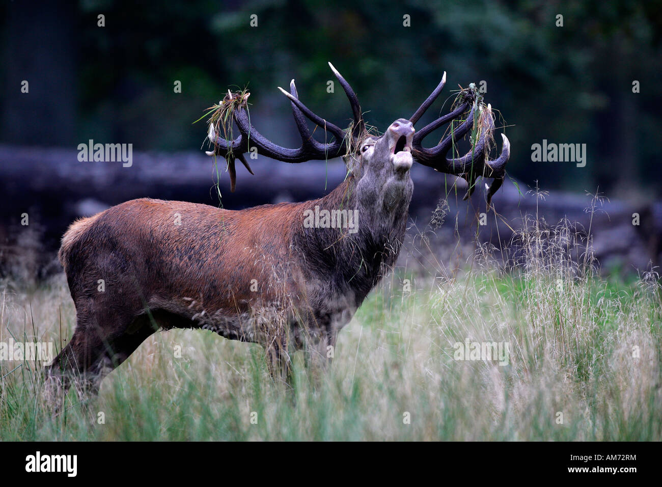 Hirschfoto hi-res stock photography and images - Alamy