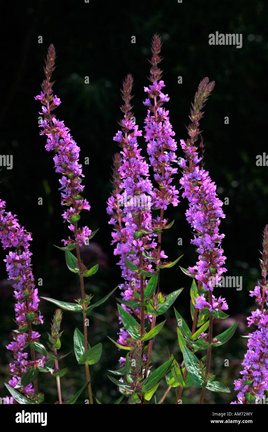 Tall Purple Loosestrife Lythrum Plants Stock Photo - Alamy