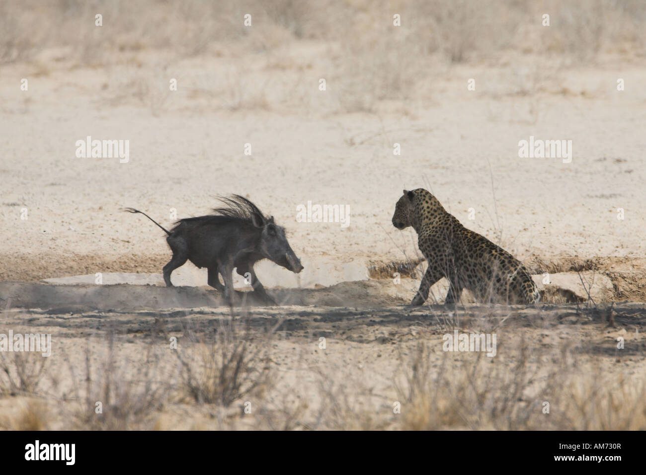 Leopard fighting a warthog in the Kalahari desert Stock Photo - Alamy