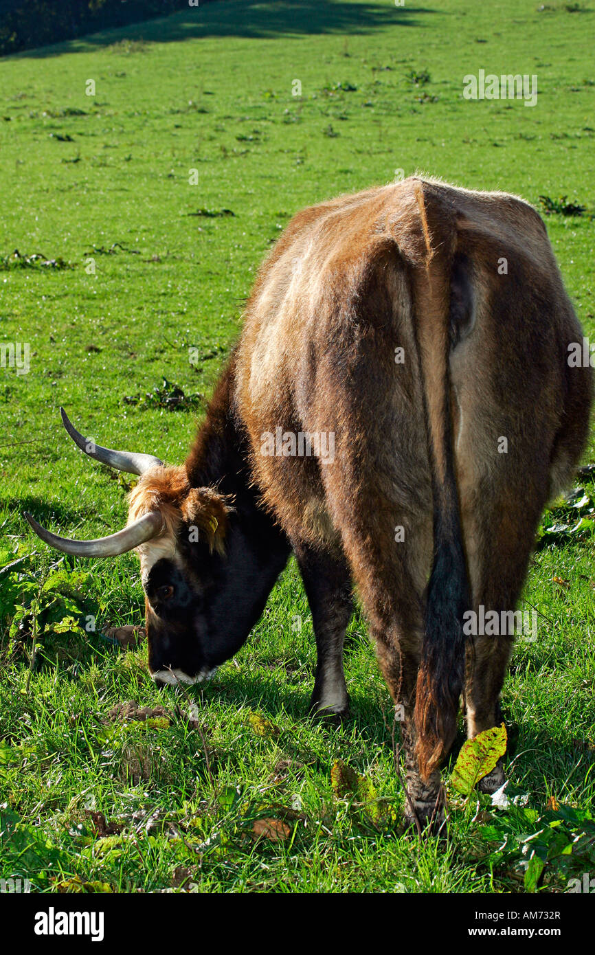 Heck cattle - heck cattles - grazing cow (Bos primigenius f. taurus ...