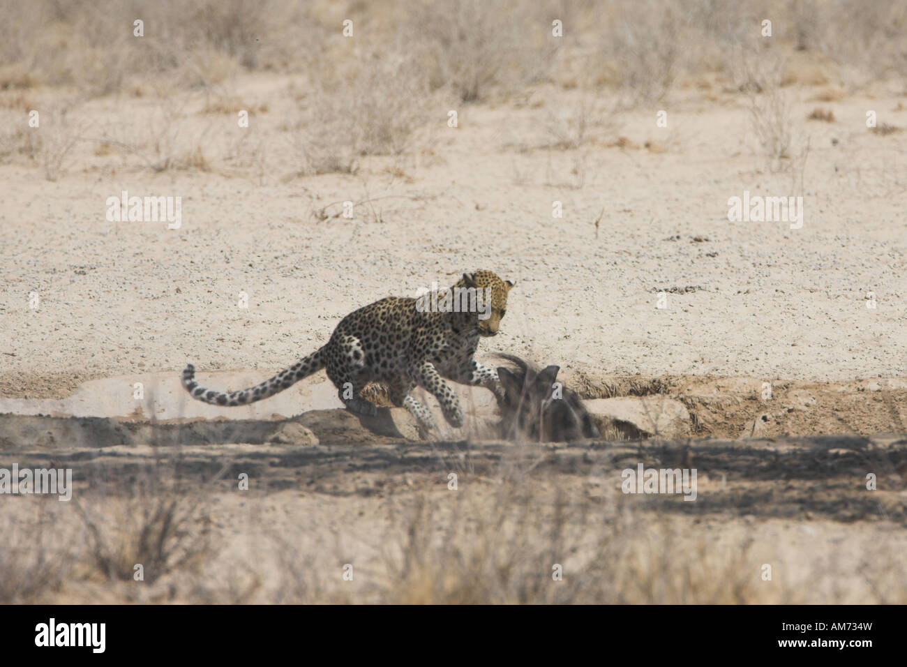 Leopard fighting a warthog in the Kalahari desert Stock Photo - Alamy