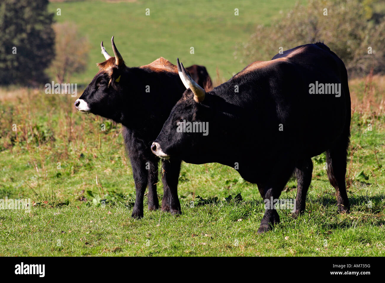 Heck cattle - heck cattles - bull and cow - aurochs - pair (Bos ...