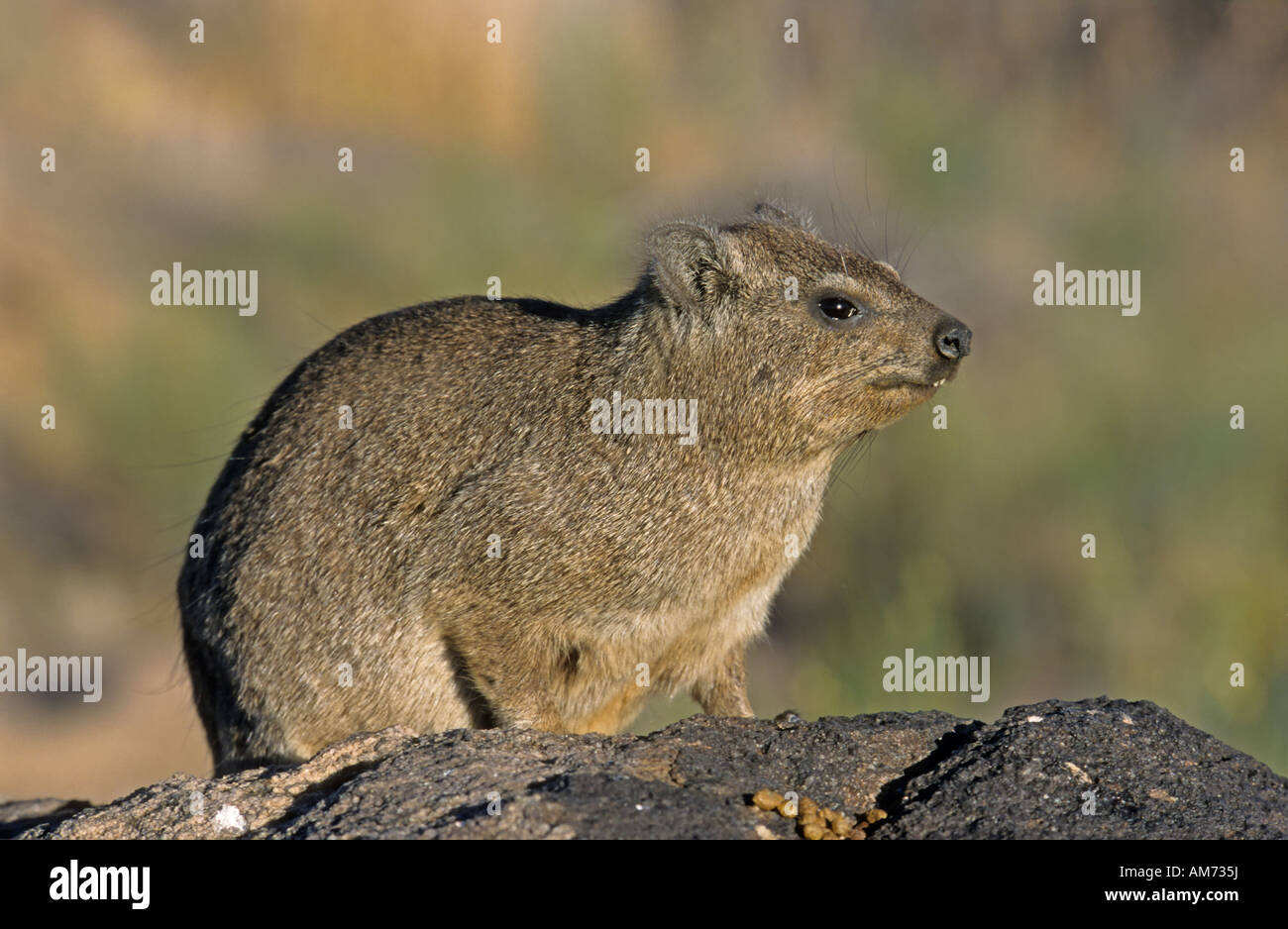 Cape Hyrax (Procavia capensis) Namibia, Africa Stock Photo - Alamy