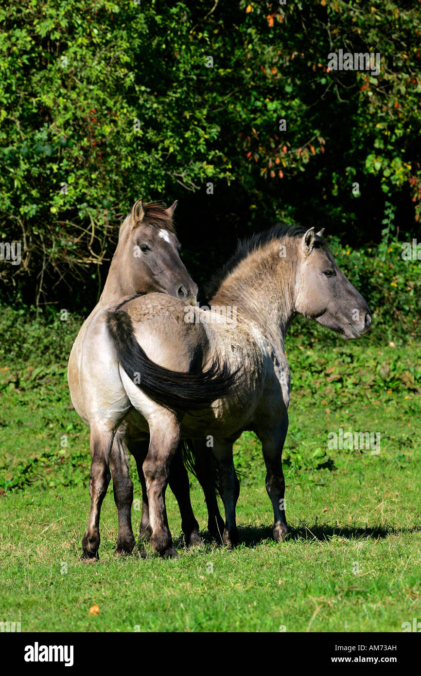 Konik pferde hi-res stock photography and images - Alamy