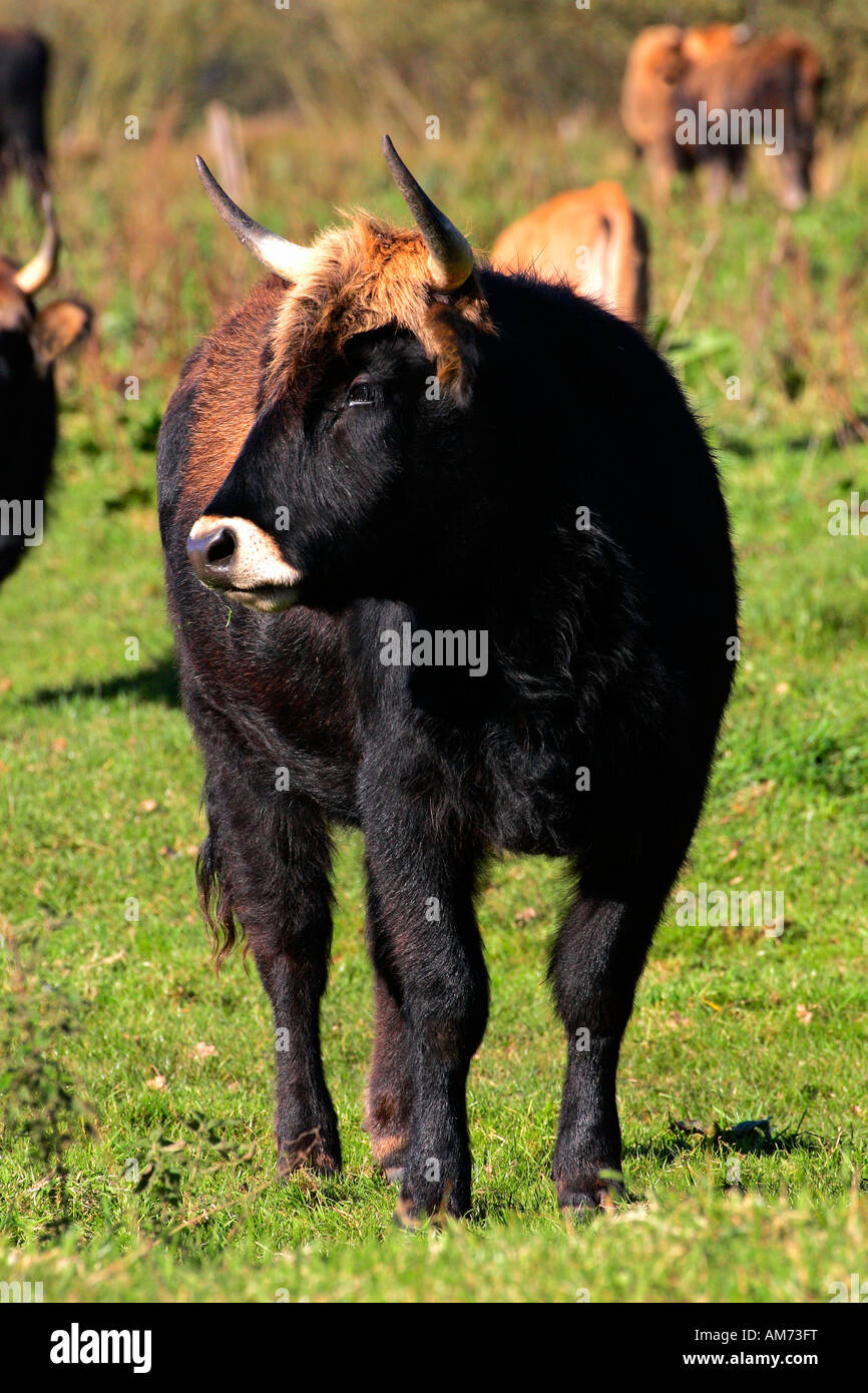 Heck cattle - heck cattles - cow (Bos primigenius f. taurus Stock Photo ...