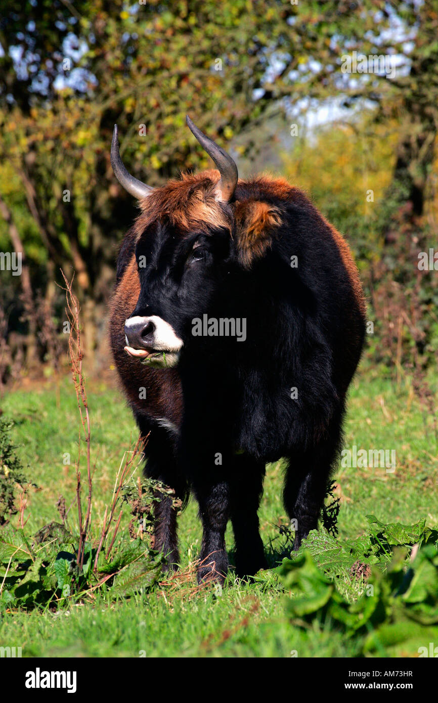 Heck cattle - heck cattles - cow sticking the tongue out (Bos ...