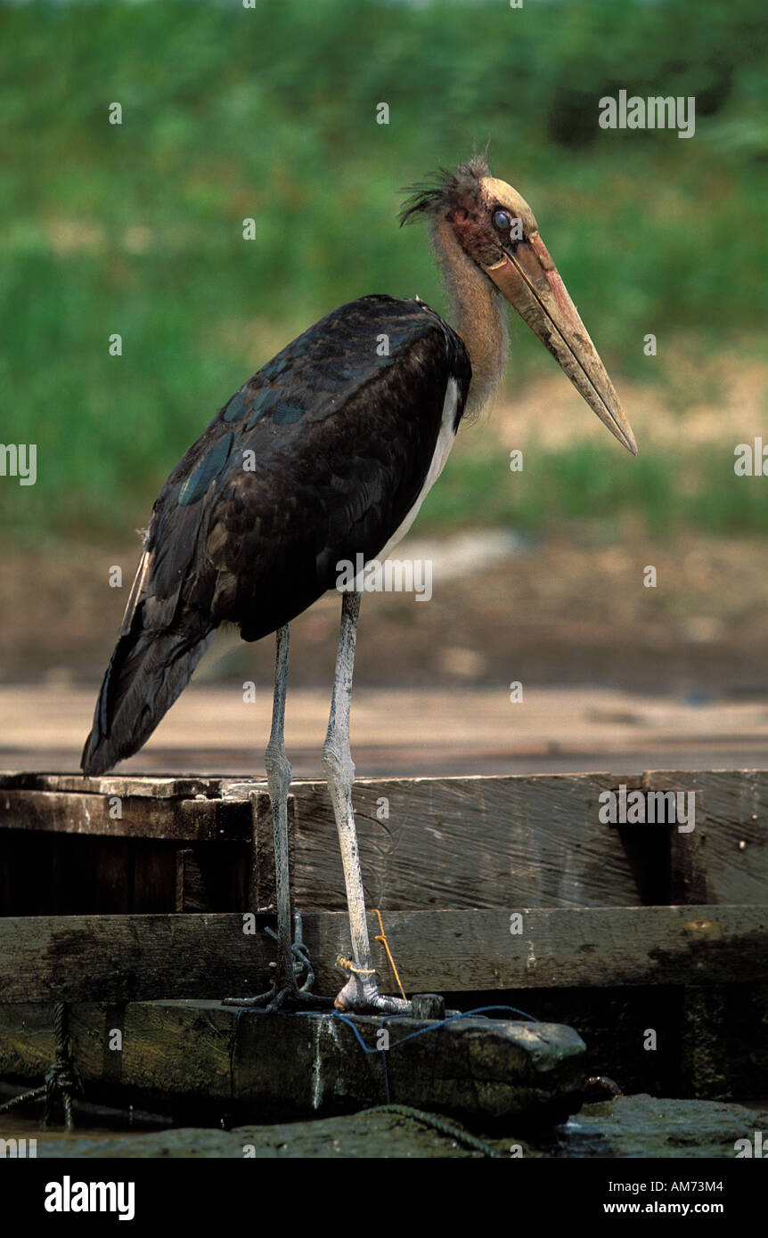 Kalimantan Indonesia Bird Stock Photos & Kalimantan Indonesia Bird ...