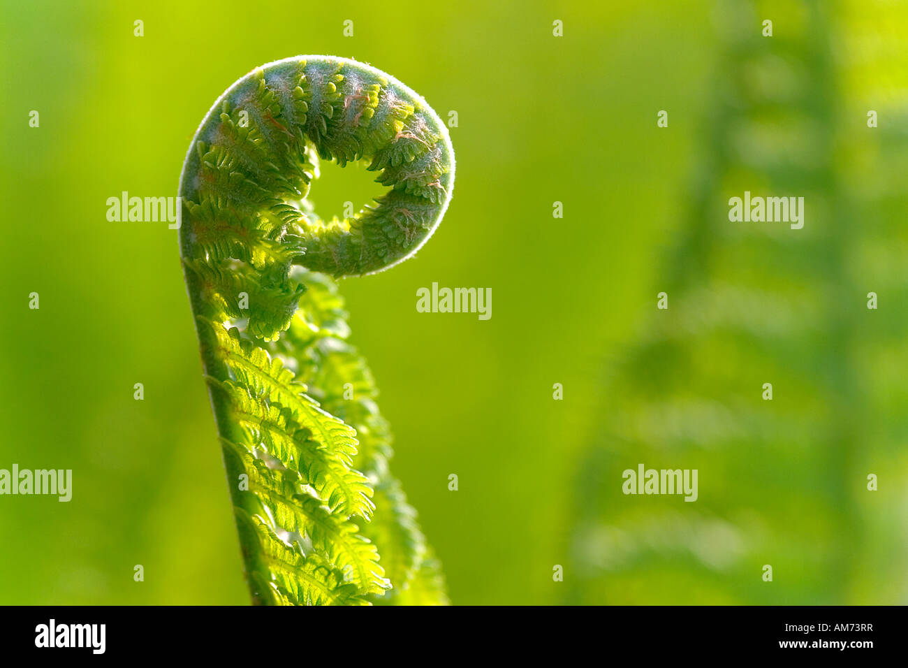 Fern (aspidium filix-mas Stock Photo - Alamy