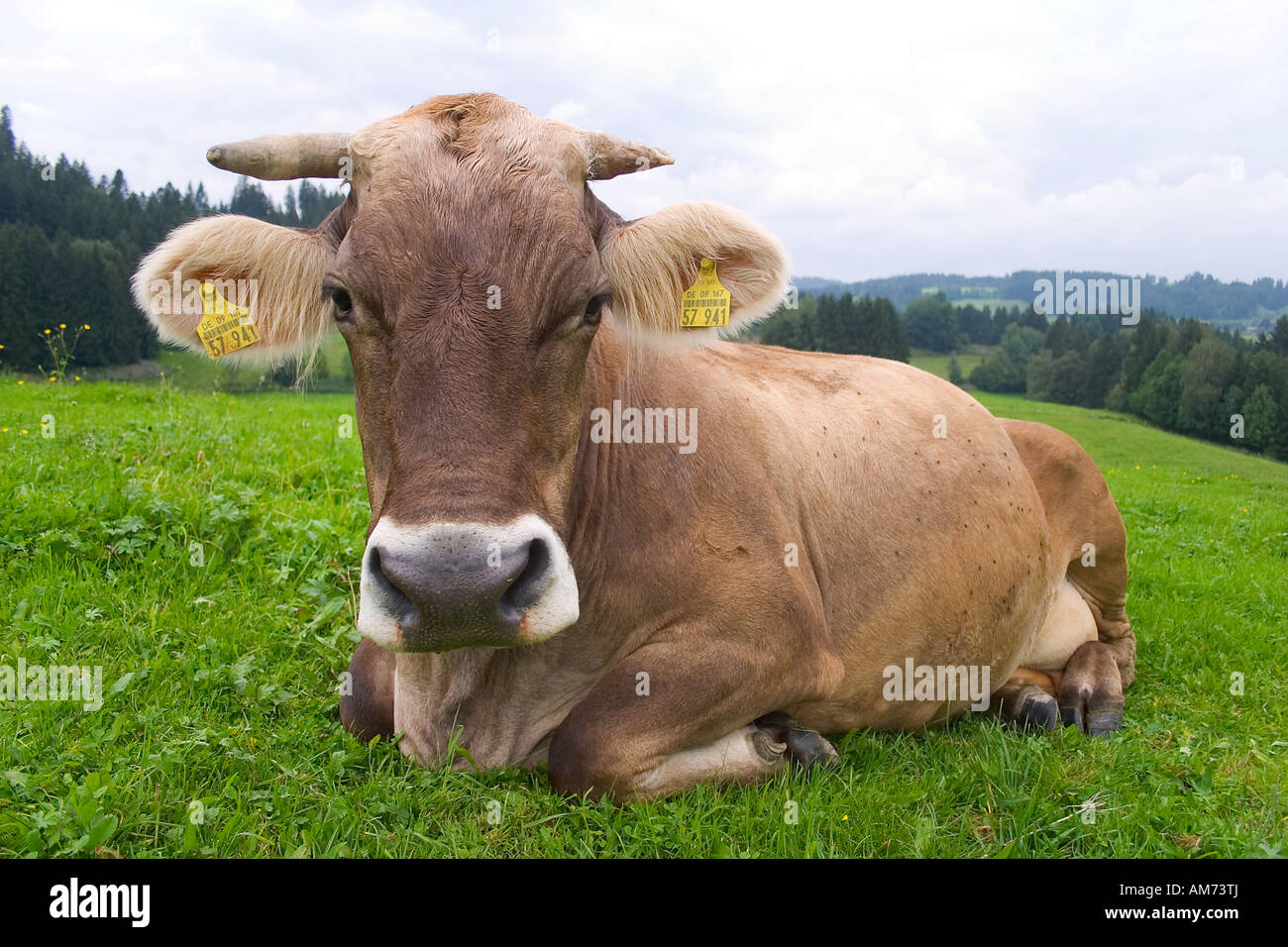 Cow in the Alps Stock Photo - Alamy