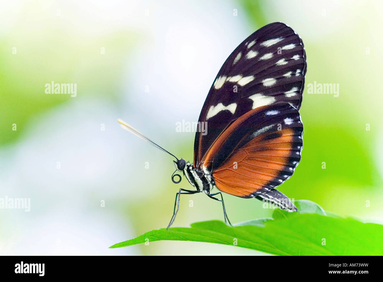 Foraging for grains hi-res stock photography and images - Alamy