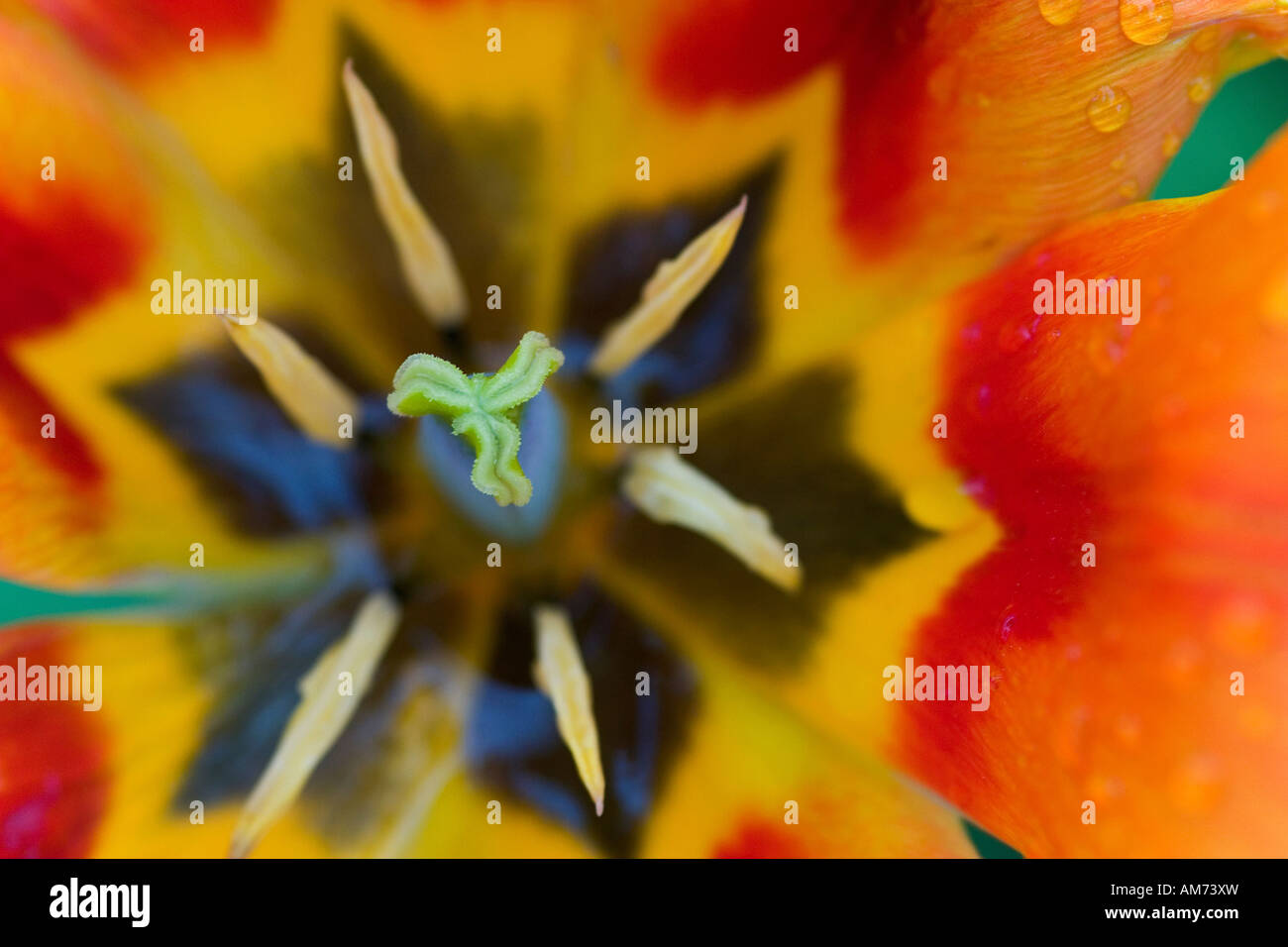 Tulip (tulipa) from above Stock Photo - Alamy