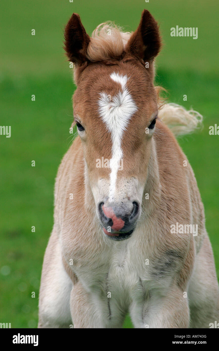 Haflinger horse - foal (Equus przewalskii f. caballus Stock Photo - Alamy