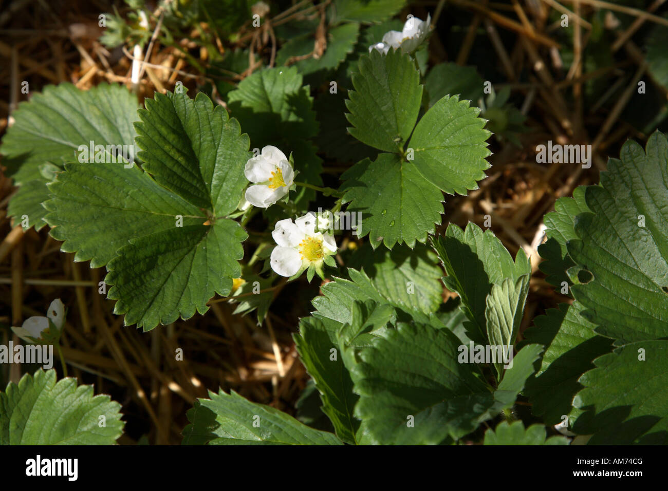 Strawberry Plants in Flower Stock Photo - Alamy