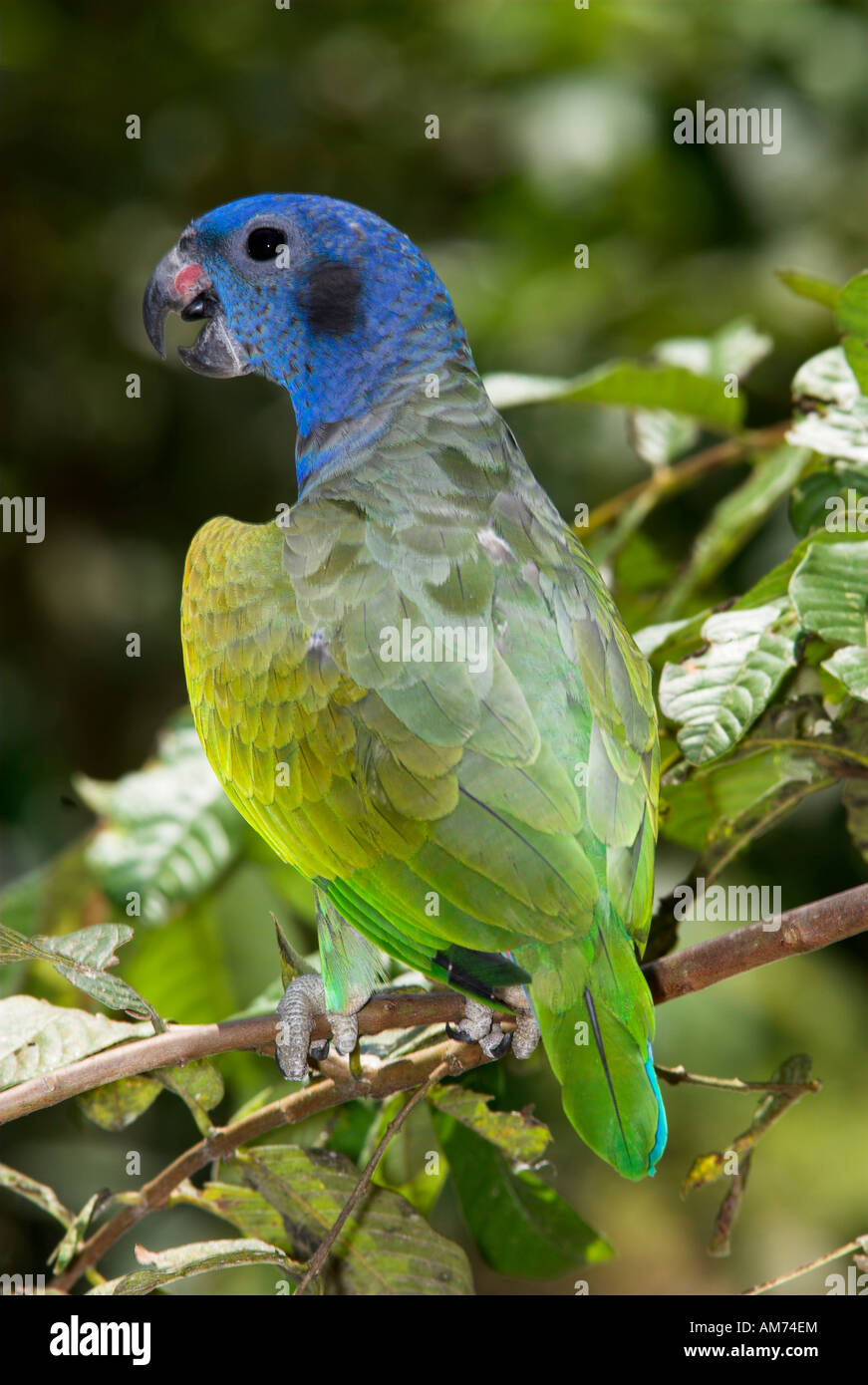 Blue Headed Parrot