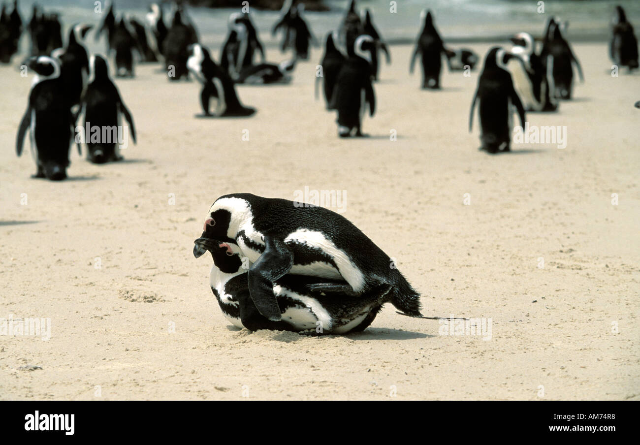 Mating african Penguin at The Boulders a swimming and nesting spot of a ...