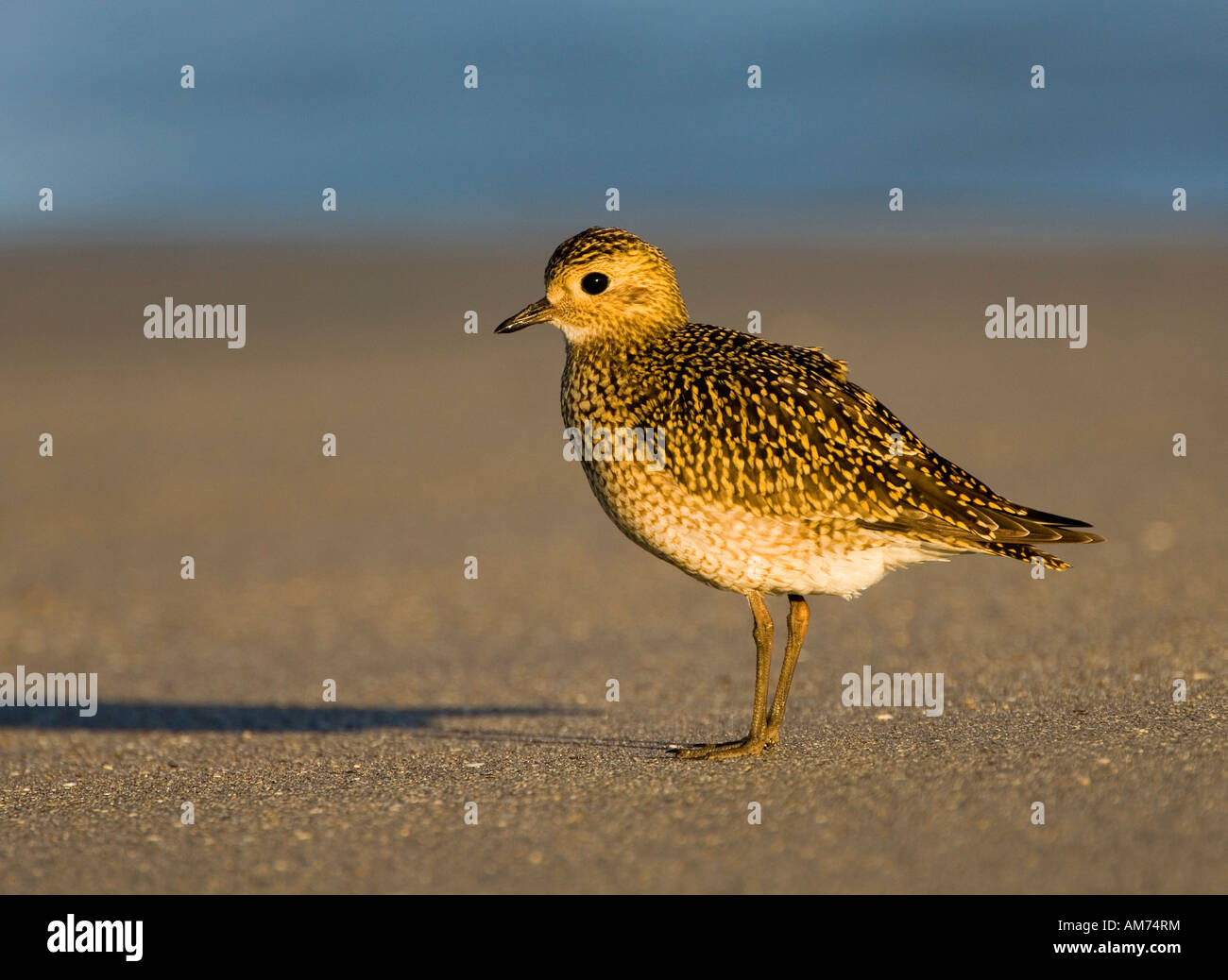 European golden plover (Pluvialis apricaria Stock Photo - Alamy