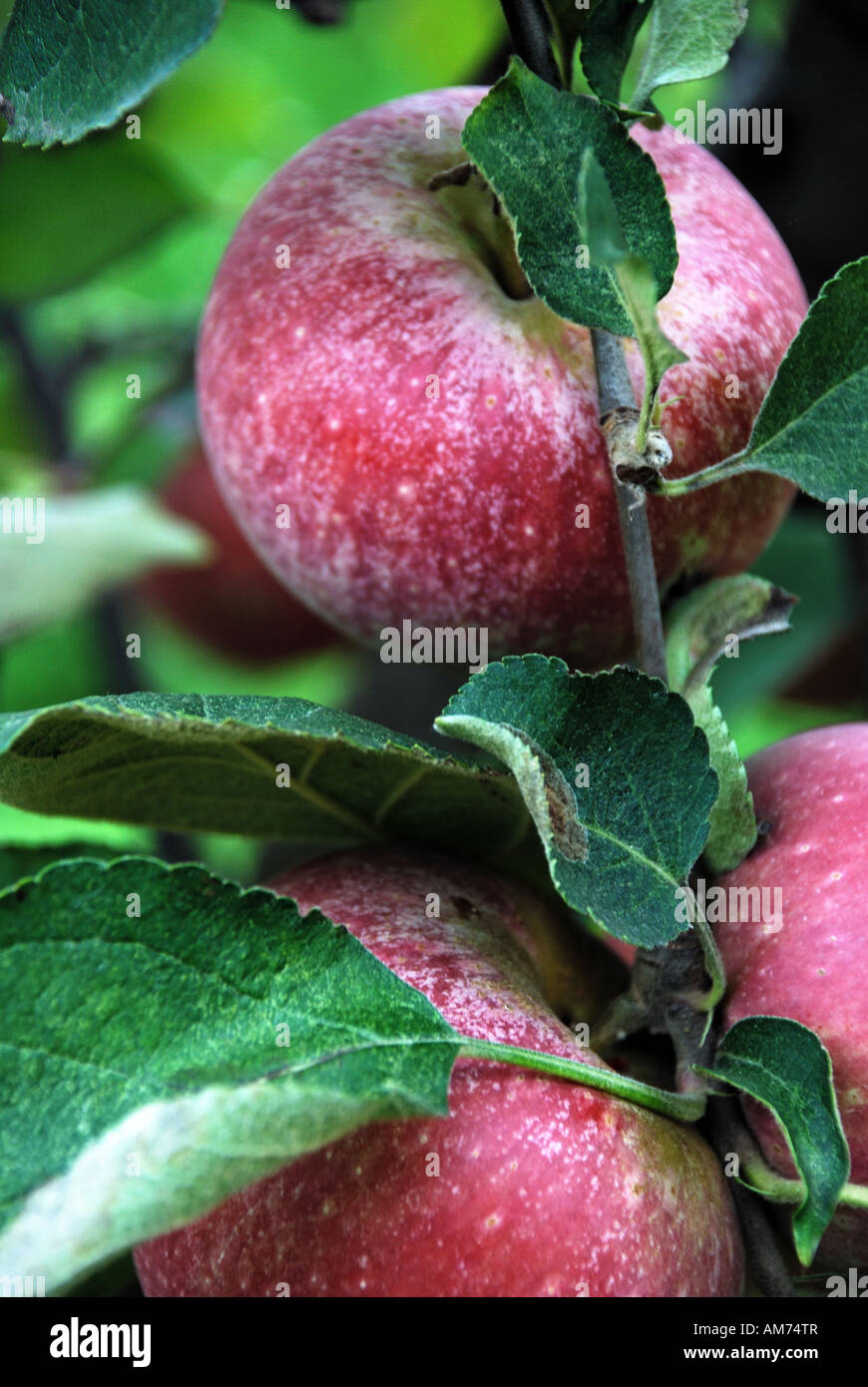 Red apples on the tree in Italy Stock Photo - Alamy
