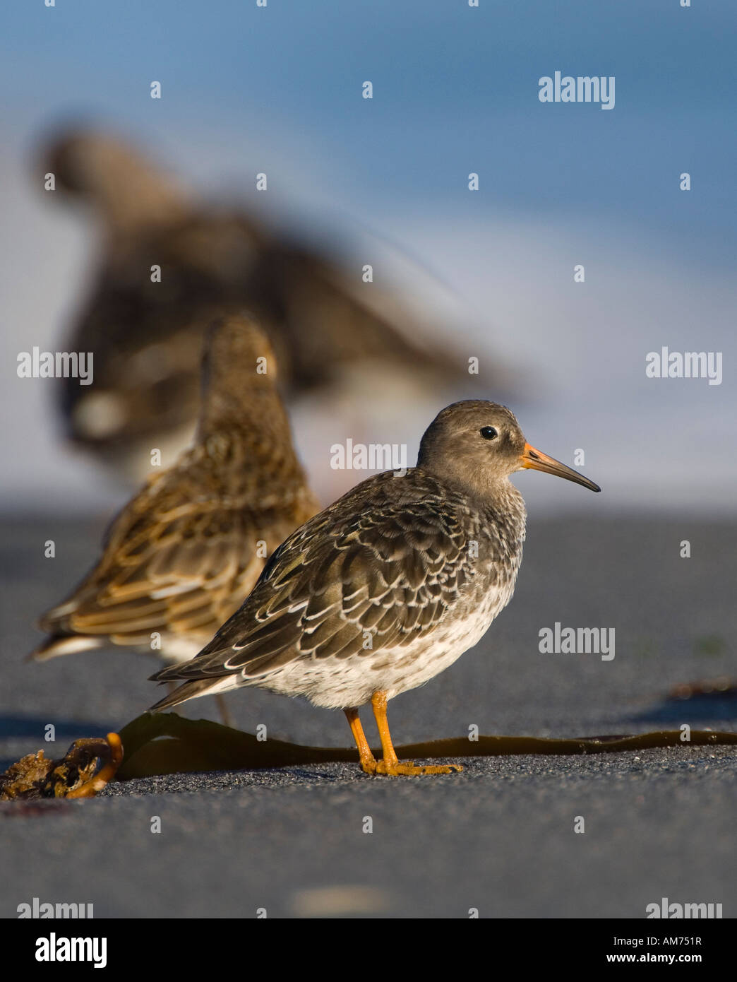 Purple Sandpiper (Calidris maritima Stock Photo - Alamy
