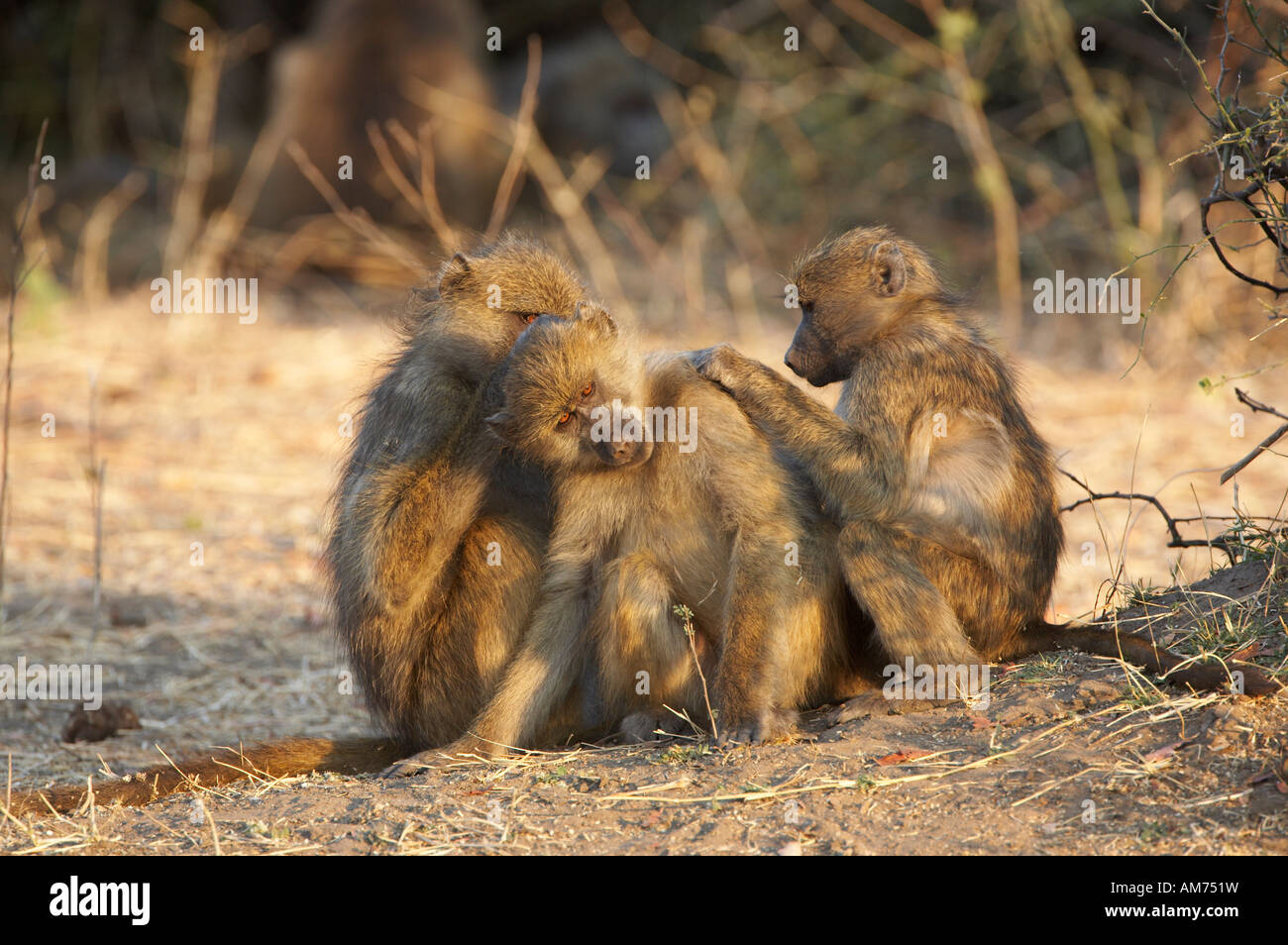 Yellow Baboons Grooming (Papio cynocephalus Stock Photo - Alamy